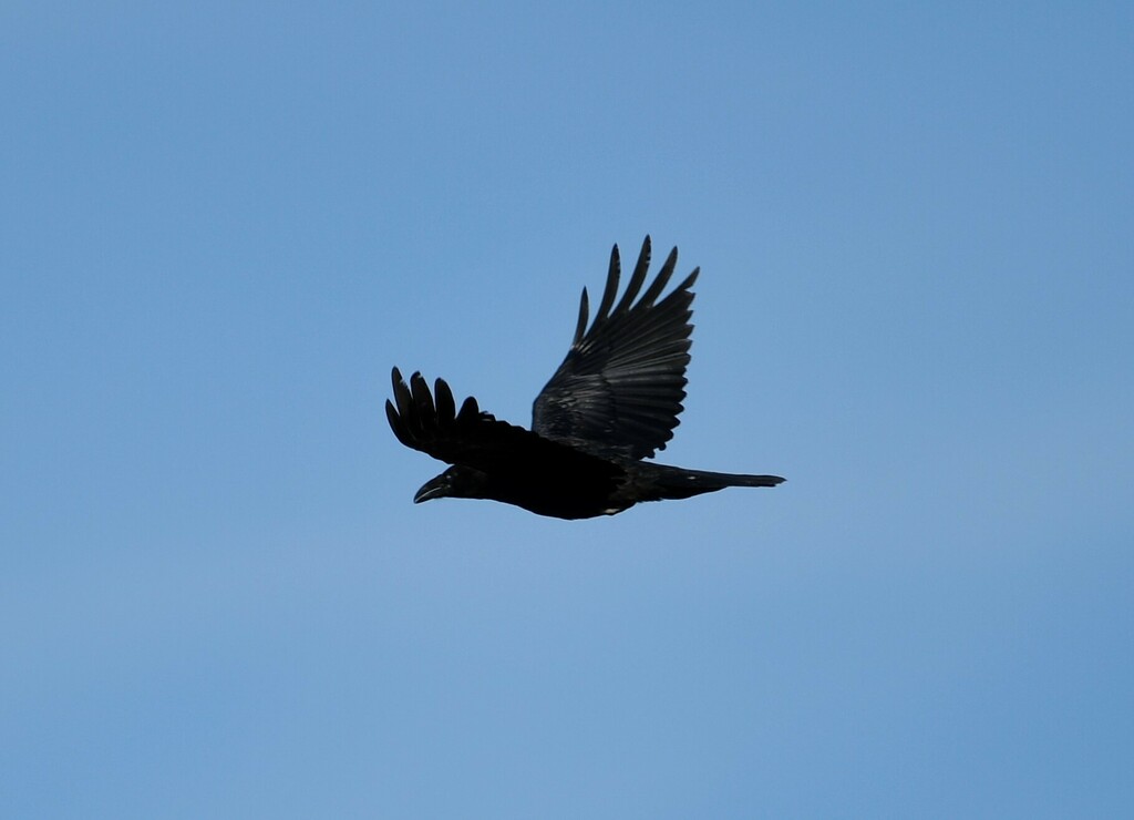 Common Raven from Nanaimo, BC, Canada on July 24, 2022 at 06:57 PM by ...