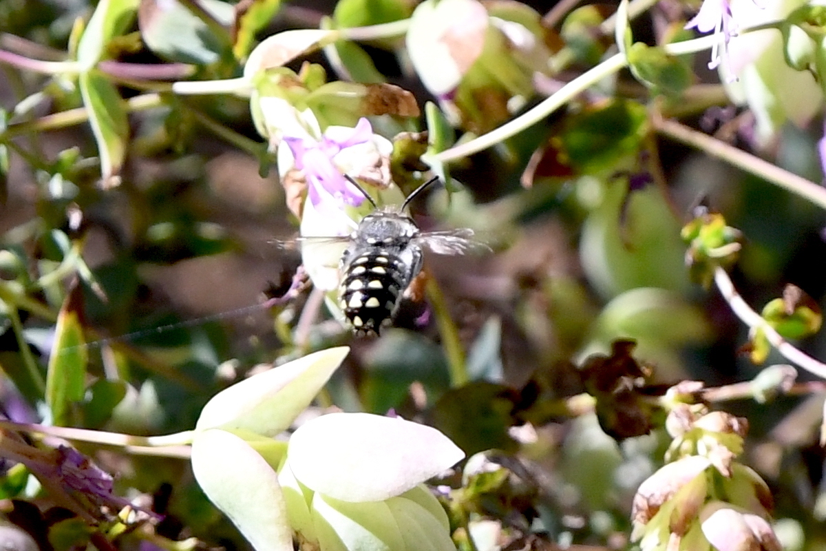 Anthidium maculosum Cresson, 1878