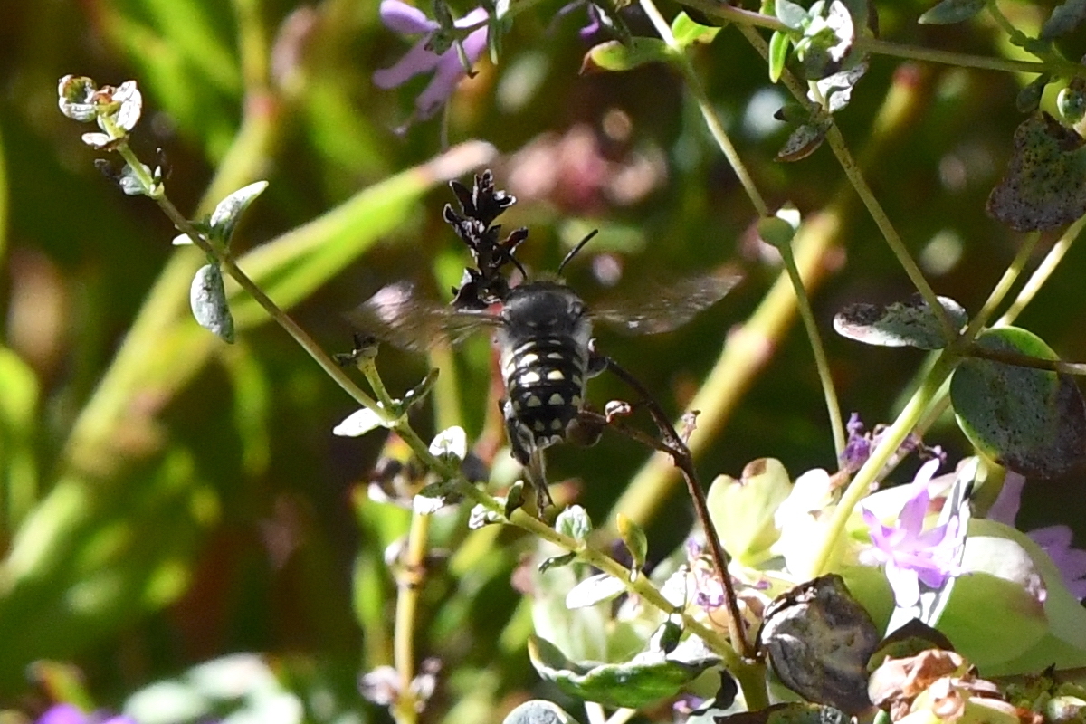 Anthidium maculosum Cresson, 1878