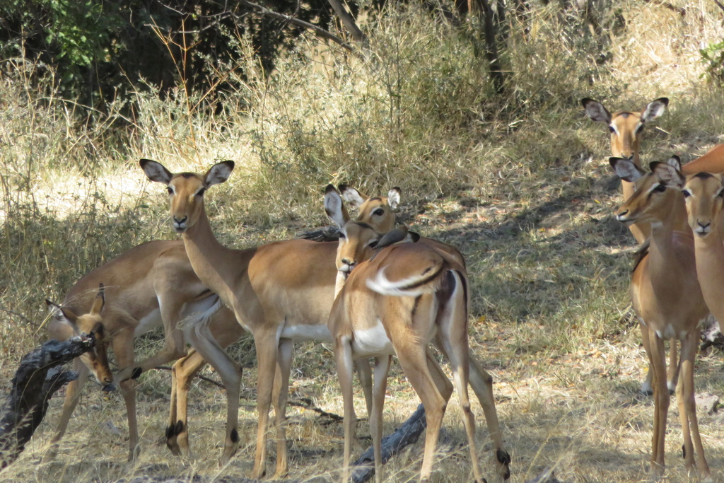 Common Impala from Livingstone, Zambia on July 4, 2018 at 10:22 AM by ...