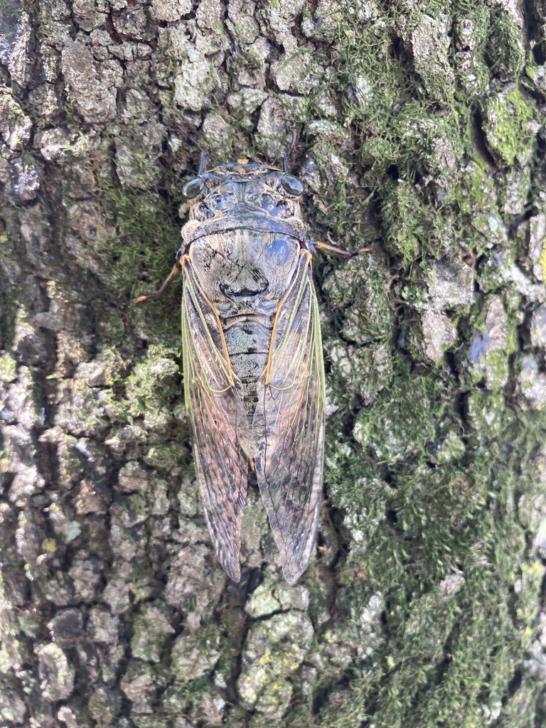 Black Giant Cicada from 今池3丁目, 名古屋市千種区, 愛知県, JP on July 25, 2022 at 12: ...