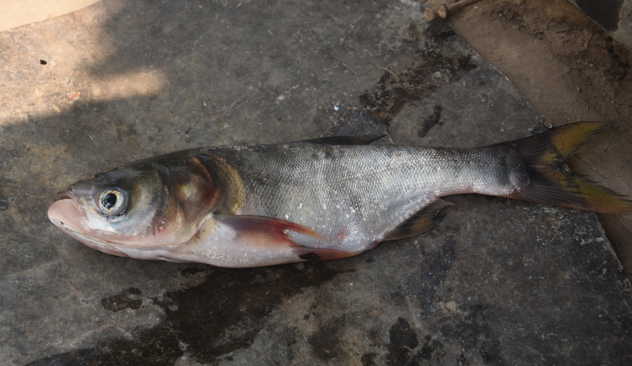 Hypophthalmichthys nobilis (Richardson, 1845)