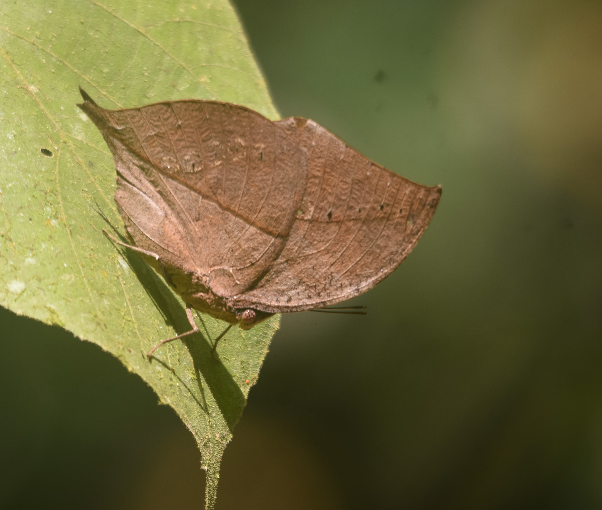 Kallima inachus Boisduval, 1836