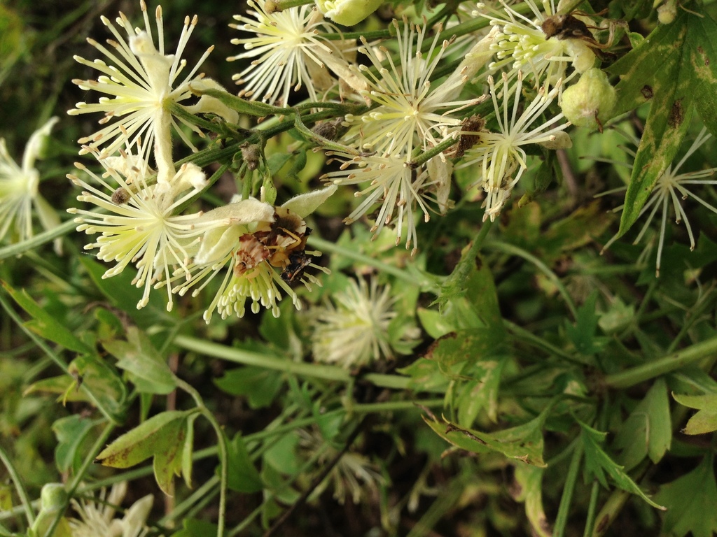 Jagged Ambush Bug from Choke Canyon State Park on June 23, 2015 by Paul ...