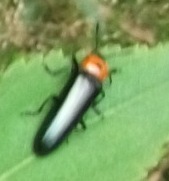 Tetraphala collaris from 111文化大學演替林 on February 25, 2013 at 03:43 PM by ...