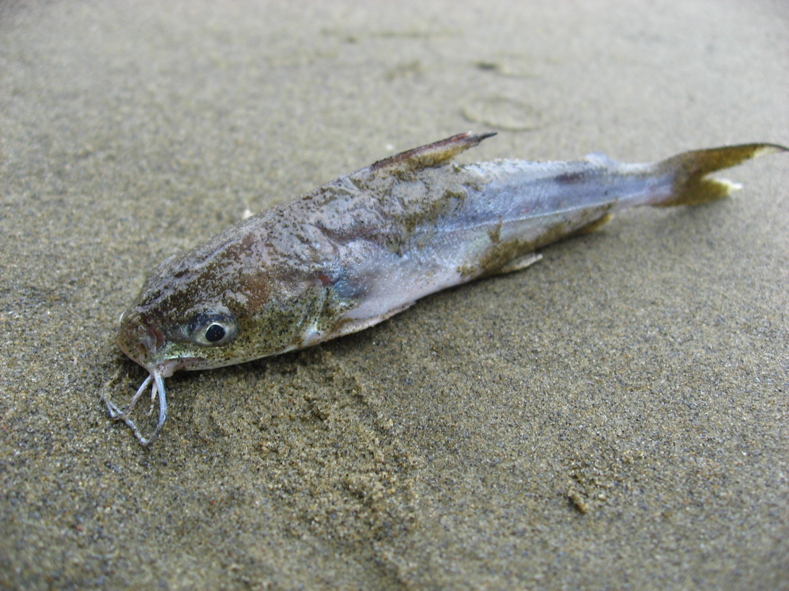 Arius maculatus (Thunberg, 1792)