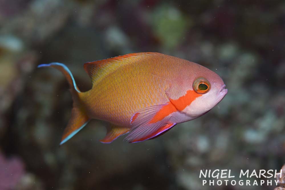 Pseudanthias huchtii (Bleeker, 1857)