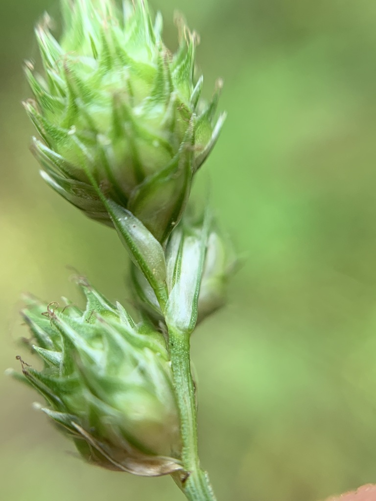 clustered sedge from Perth County, ON, Canada on July 24, 2022 at 04:56 ...