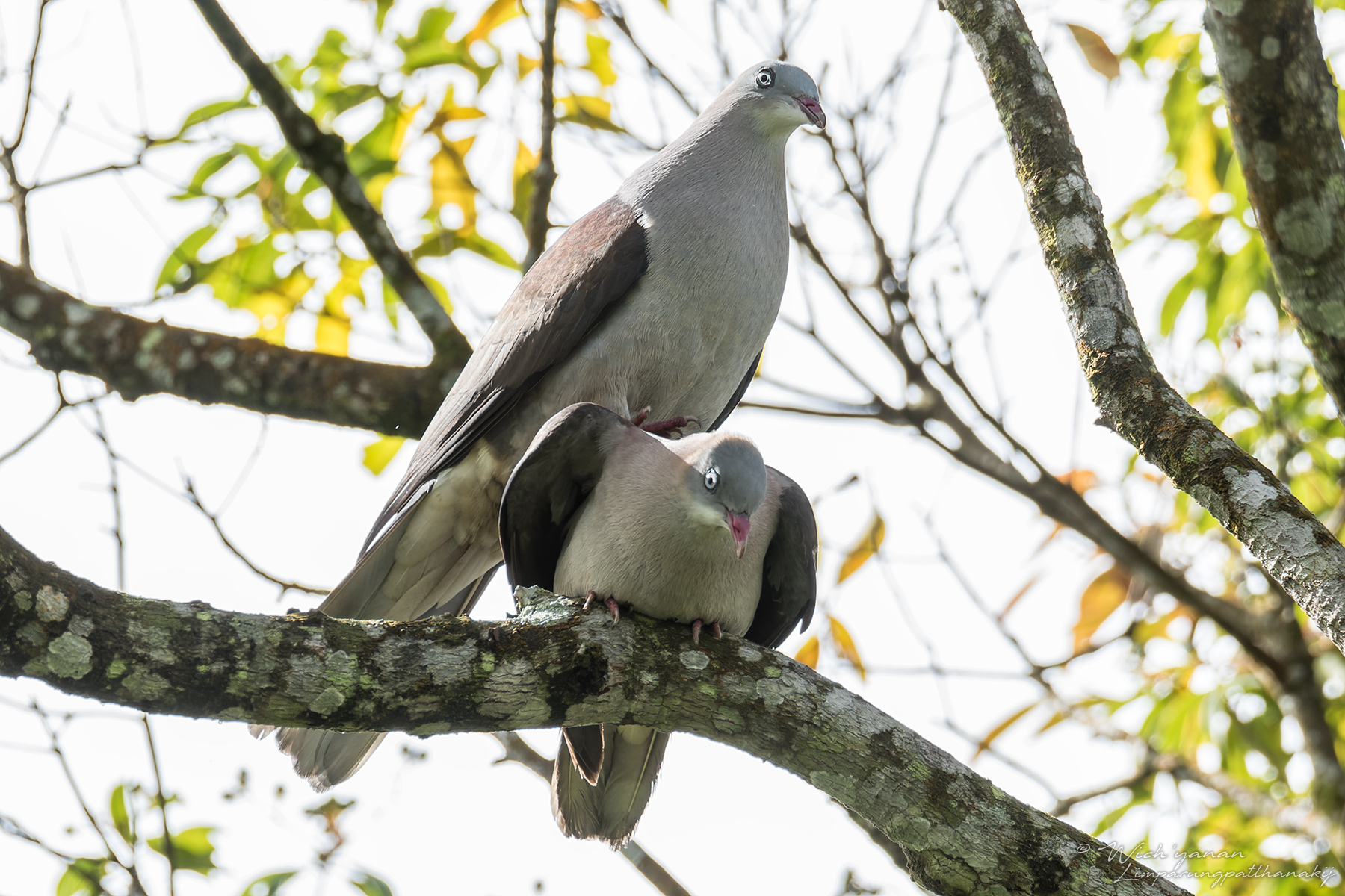 Ducula badia (Raffles, 1822)