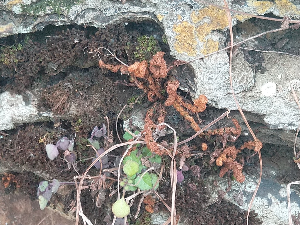 Vicks Plant from Merafong City Local Municipality, South Africa on July ...