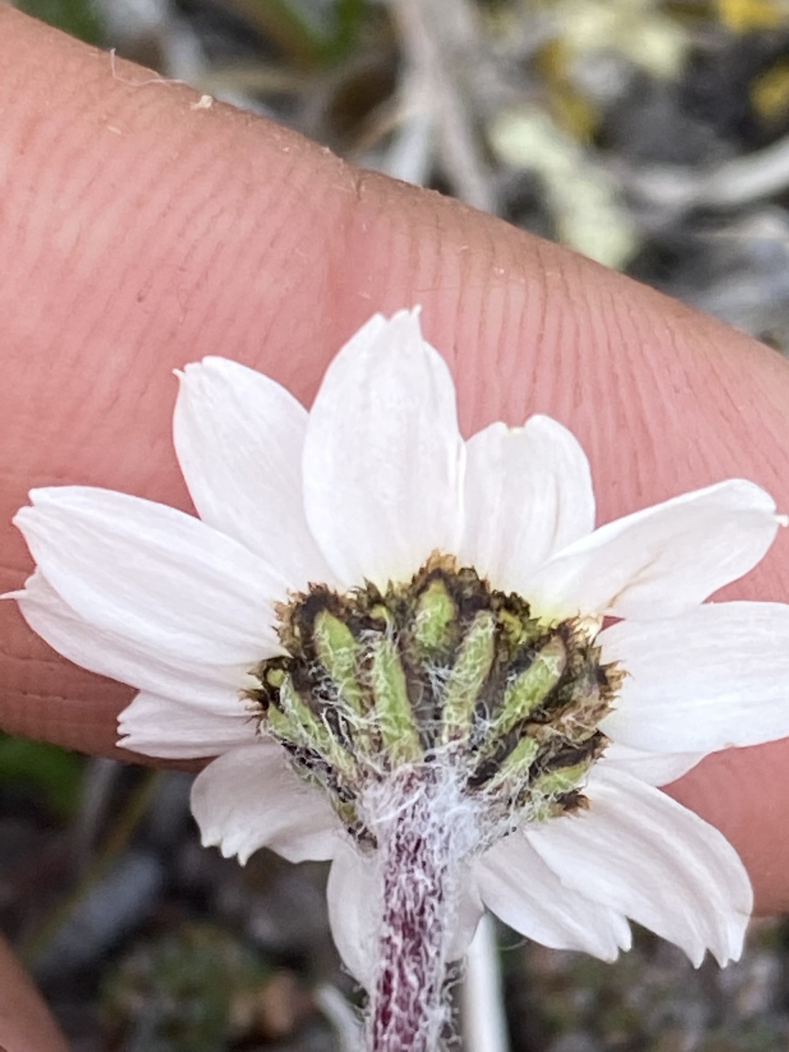 Arctanthemum integrifolium (Richards.) Tzvelev