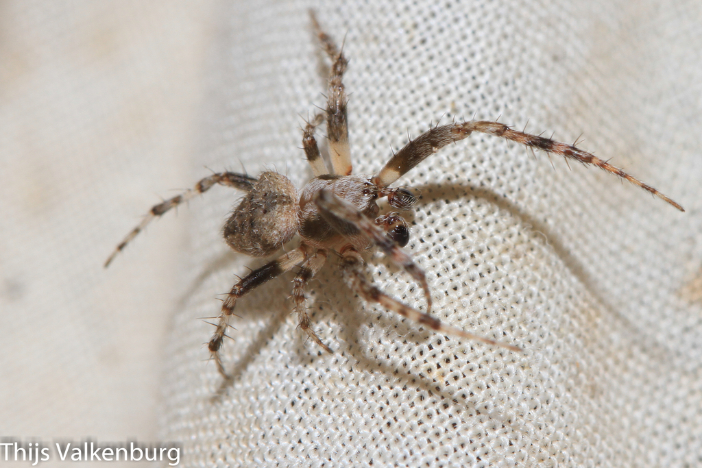 Common Hairy Field Spider from 8700 Quelfes, Portugal on July 24, 2022 ...