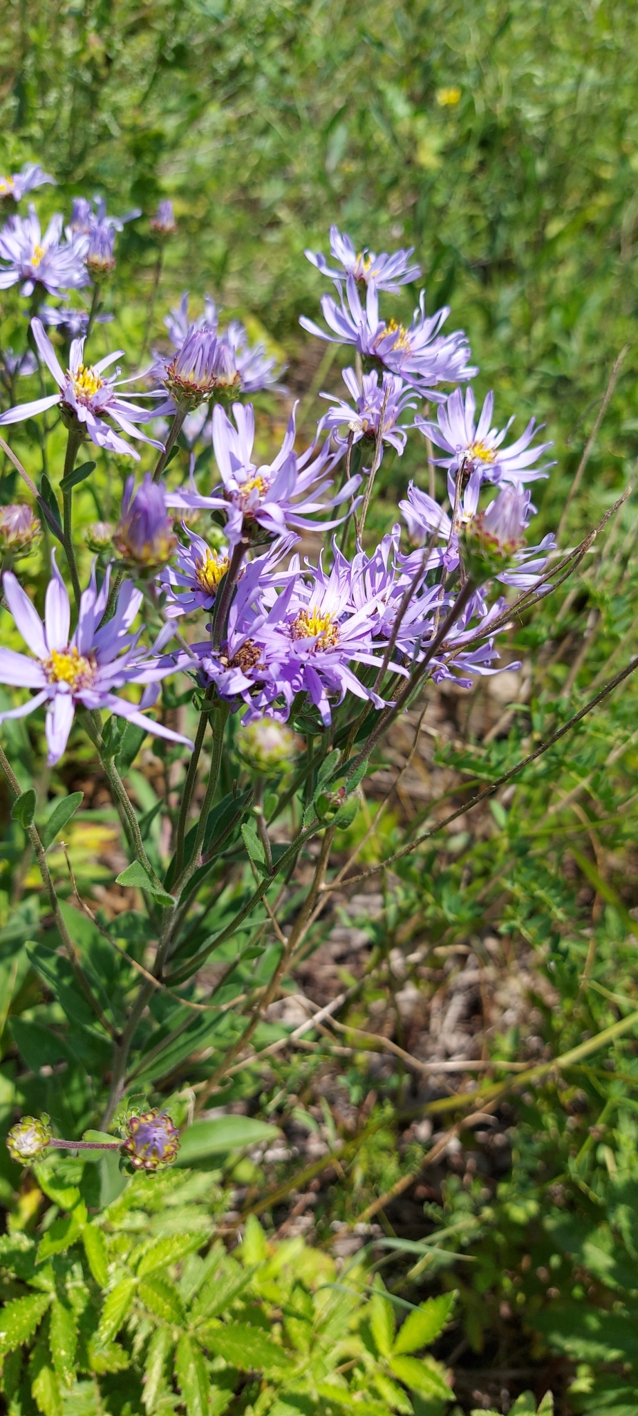 Aster amellus L.