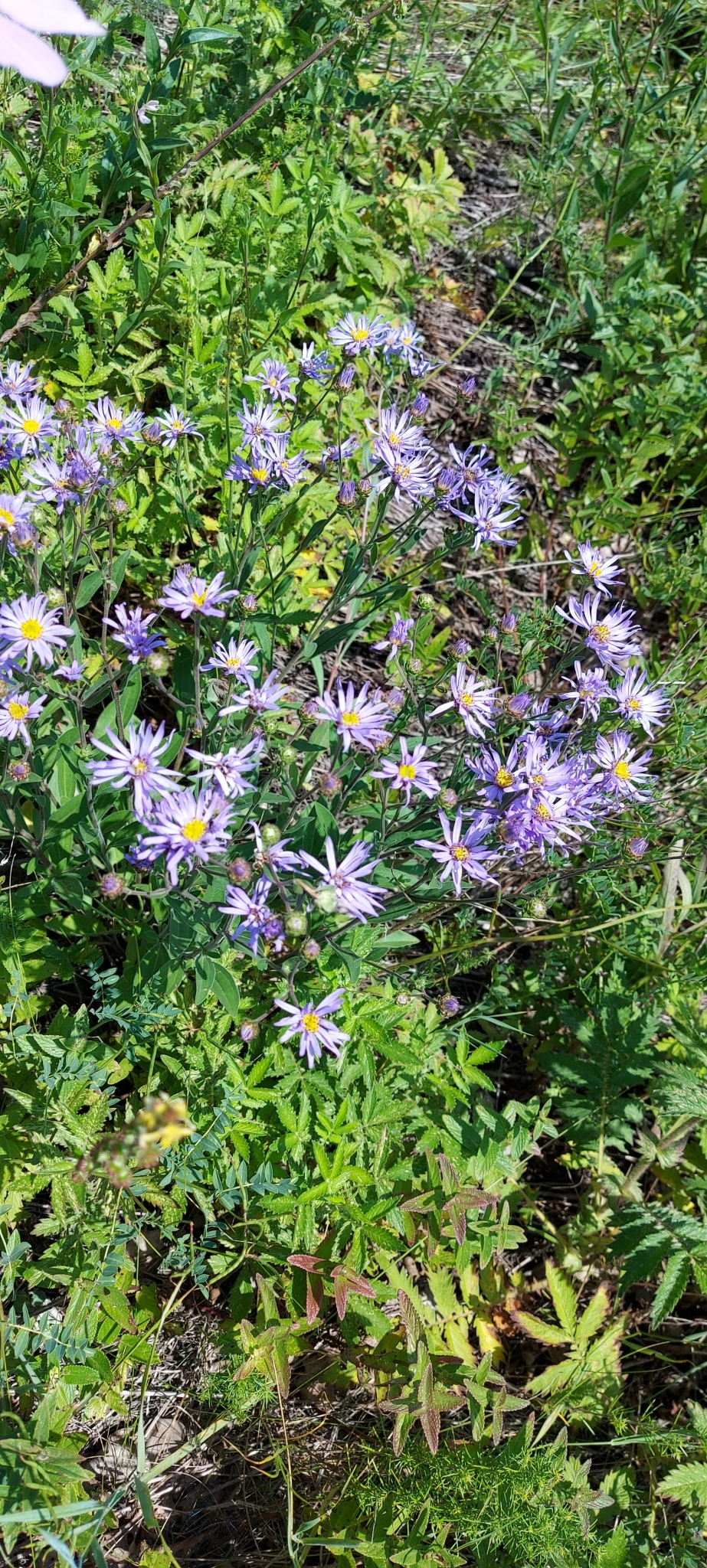Aster amellus L.