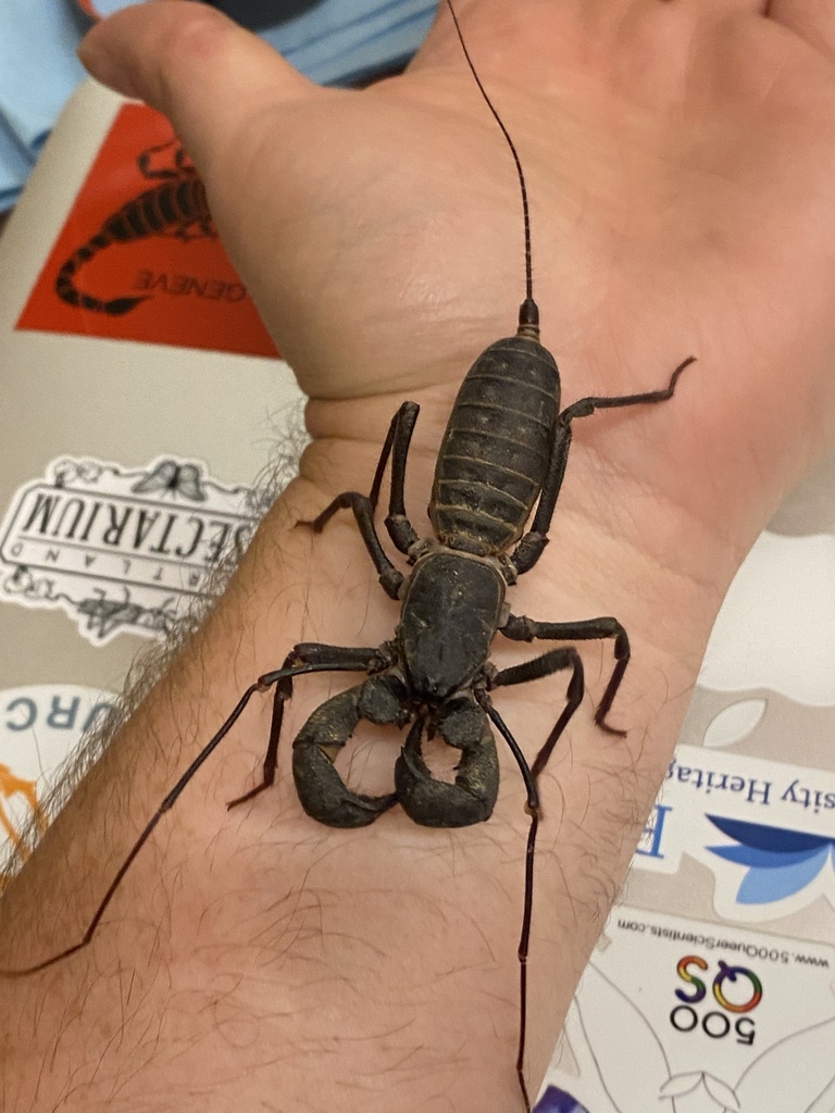 Tohono Vinegaroon from Coronado National Forest, Pearce, AZ, US on July ...
