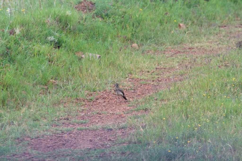 Dusky Lark from Carletonville, 2499, South Africa on February 20, 2021 ...