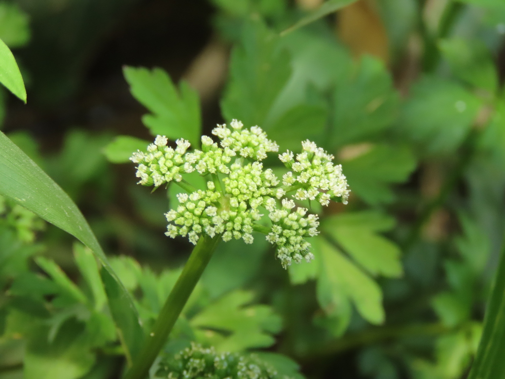 Java water-dropwort from 304台灣新竹縣新豐鄉忠孝村 on July 24, 2022 at 10:06 AM by ...