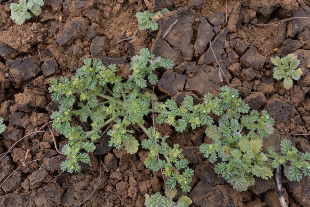 Coldenia procumbens in May 2020 by zxchang · iNaturalist