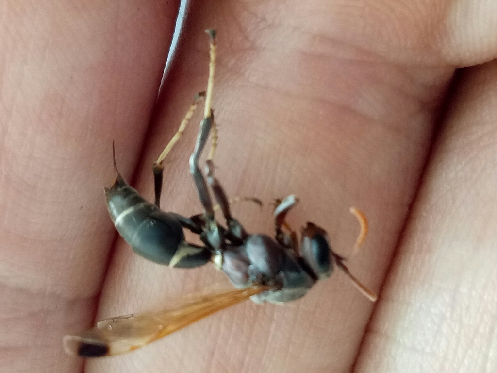 Paper Wasps from Srisuvit School on July 18, 2022 at 10:47 AM by paul ...