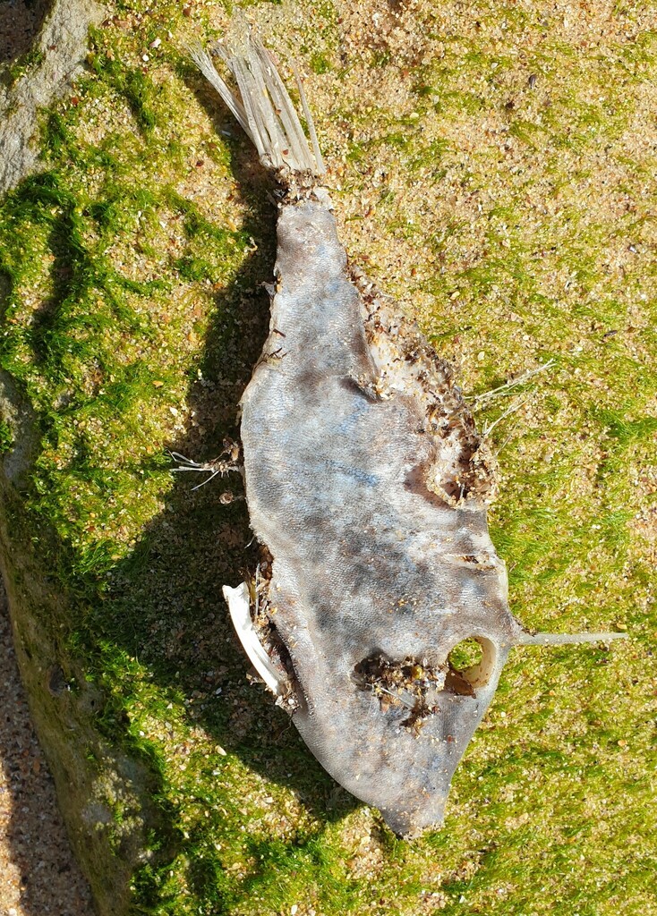 Meuschenia from Randwick, New South Wales, Australia on July 25, 2022 ...