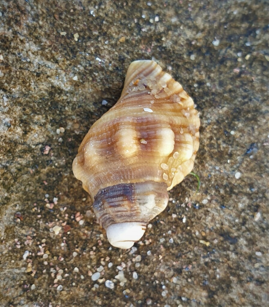 Spengler's Trumpet Snail from Sydney NSW, Australia on July 25, 2022 at ...