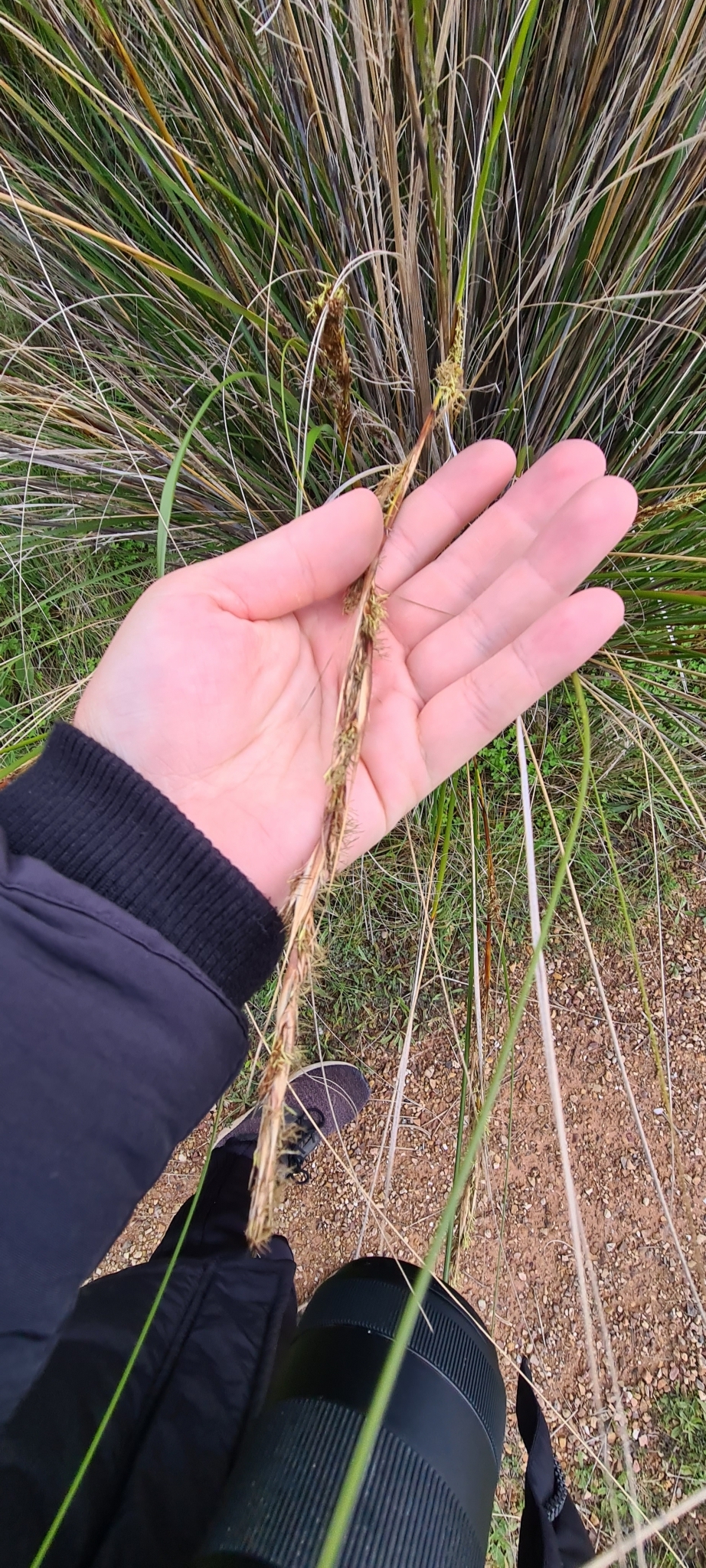 Gahnia filum (Labill.) F.Muell.