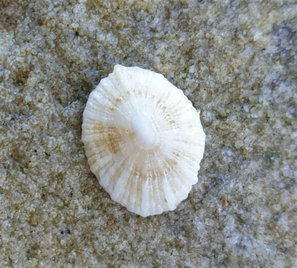 Cap-shaped False Limpet from Randwick, New South Wales, Australia on ...