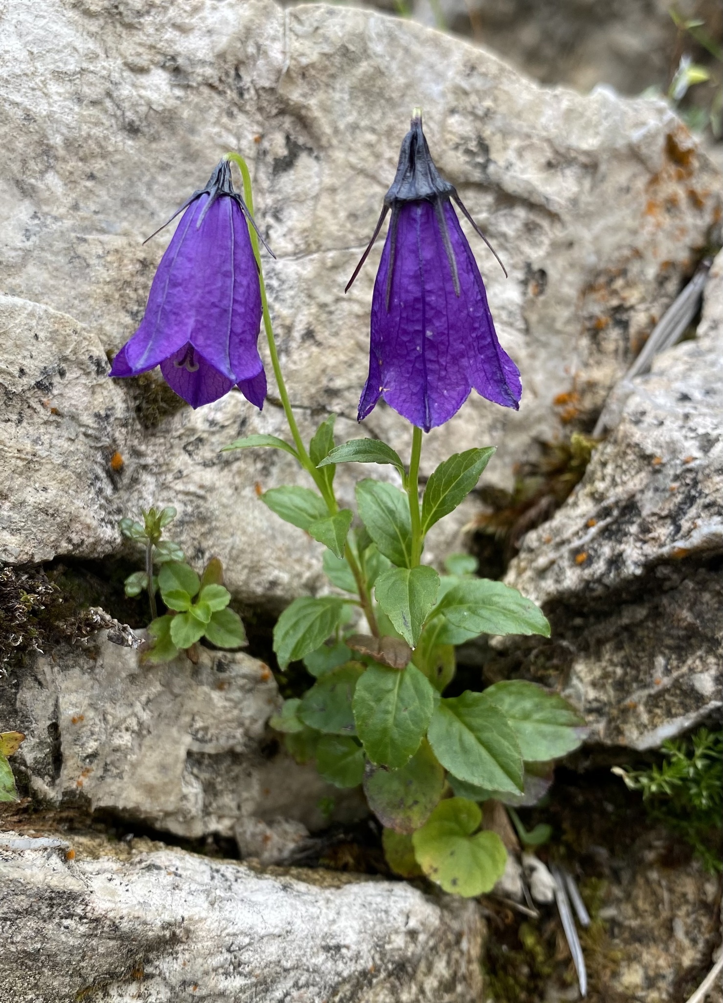 Campanula pulla L.