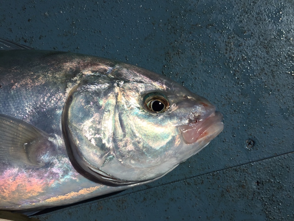 bludger from Coral Sea, Dunk, QLD, AU on July 25, 2022 at 10:42 AM by ...