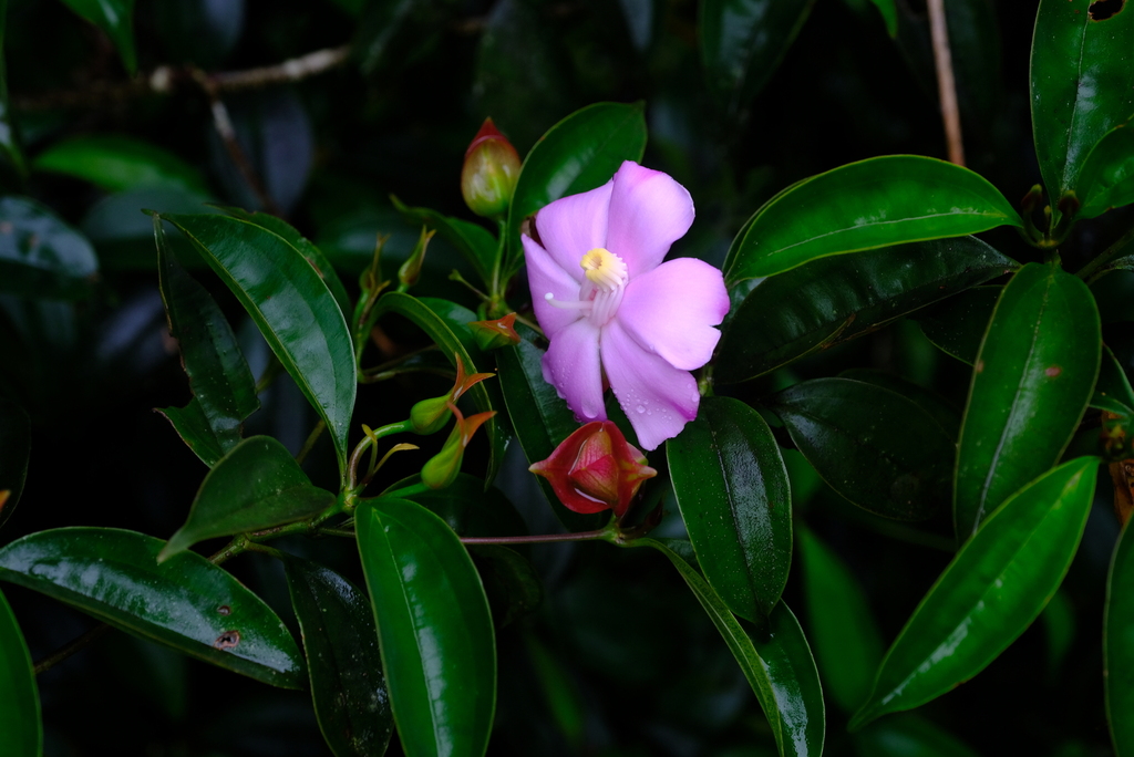 Blakea from t1 on July 7, 2022 at 03:19 PM by Nick Helme. shrub to 2m ...