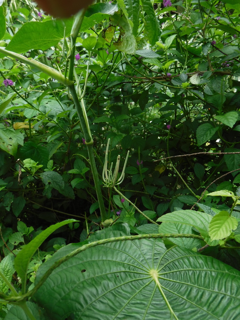 pariparoba from p1 on July 05, 2022 at 05:36 AM by Nick Helme · iNaturalist