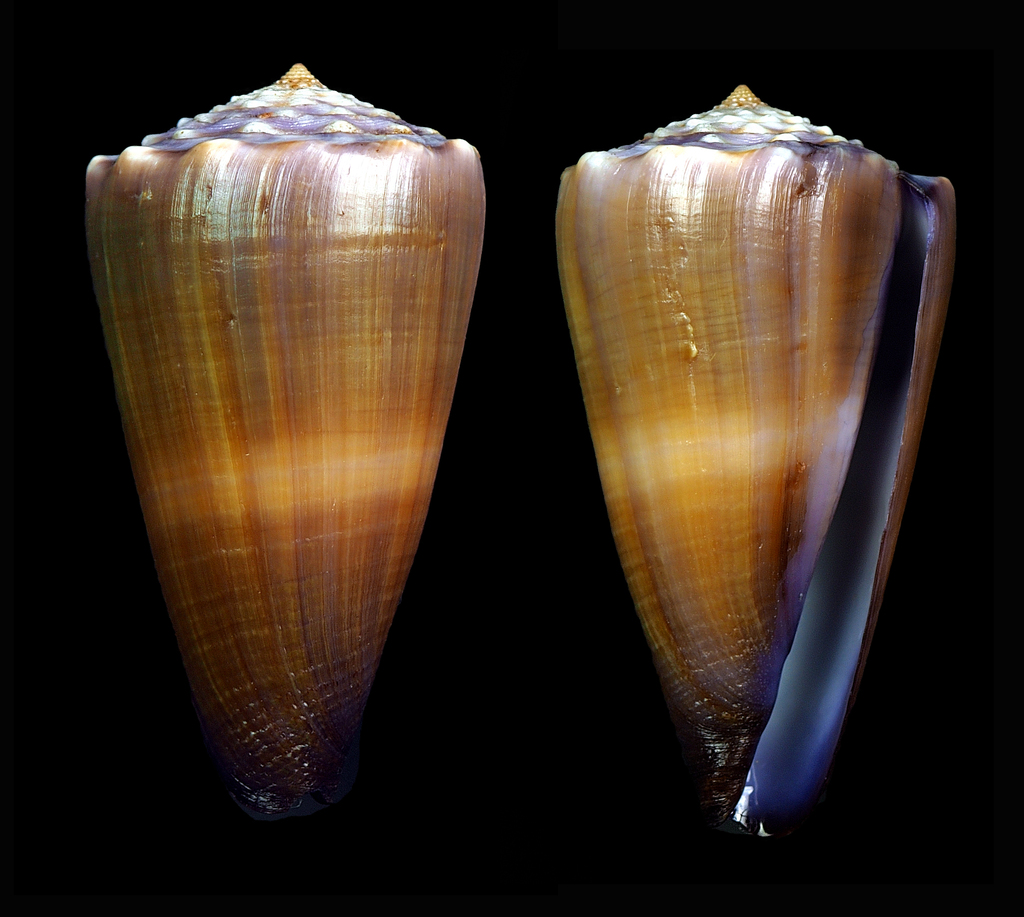 Conus conco from Taiohae, Nuku Hiva, Polynésie français on March 16 ...