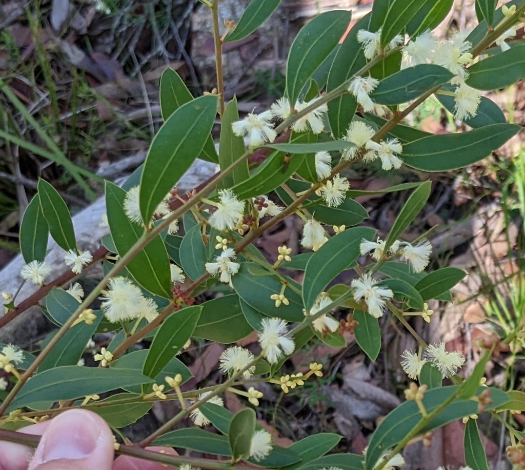 Myrtle Wattle from Mount Byron QLD 4312, Australia on July 24, 2022 at ...