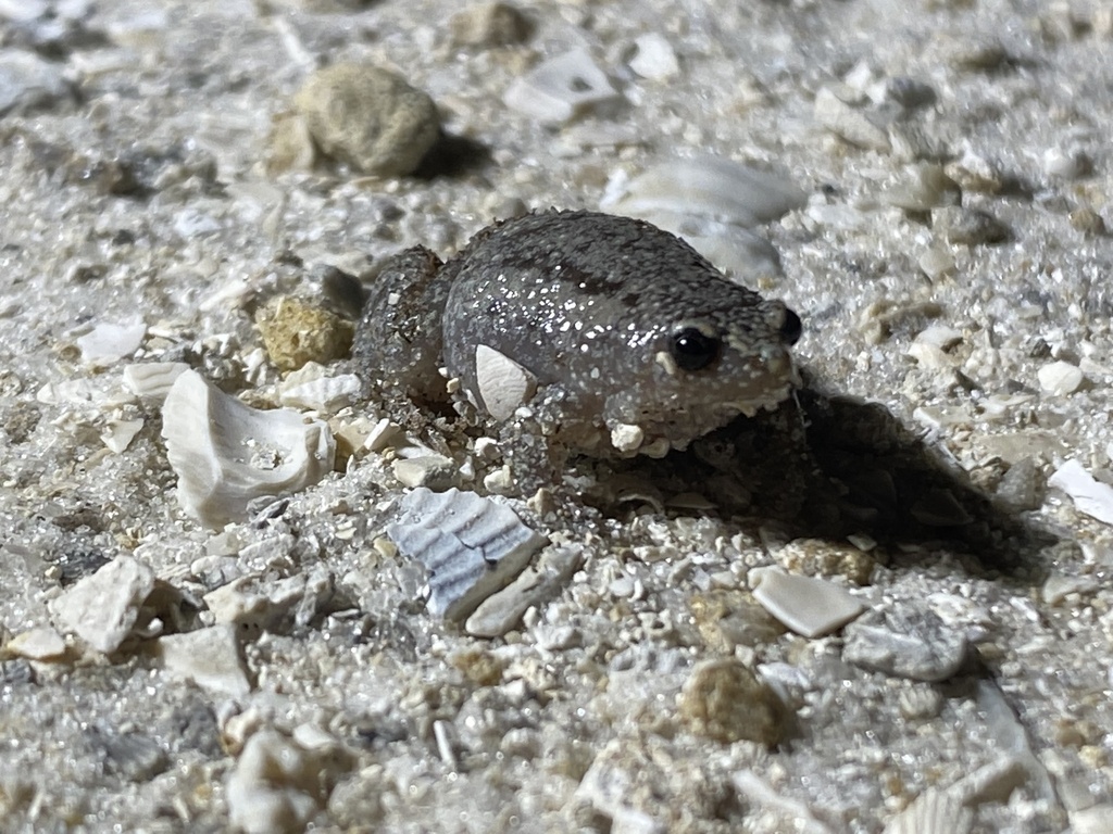 Eastern Narrow-mouthed Toad from Palm Beach Gardens, FL, US on July 15 ...