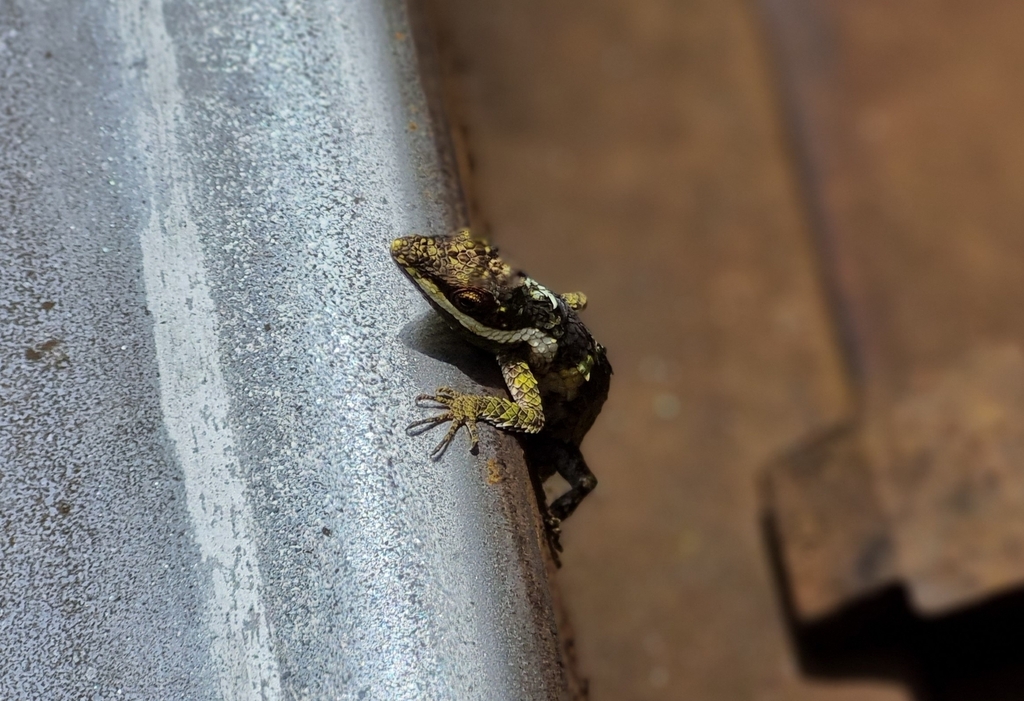 Pygmy Lizard in June 2022 by Sankha Karunasekara. On the railway tracks ...