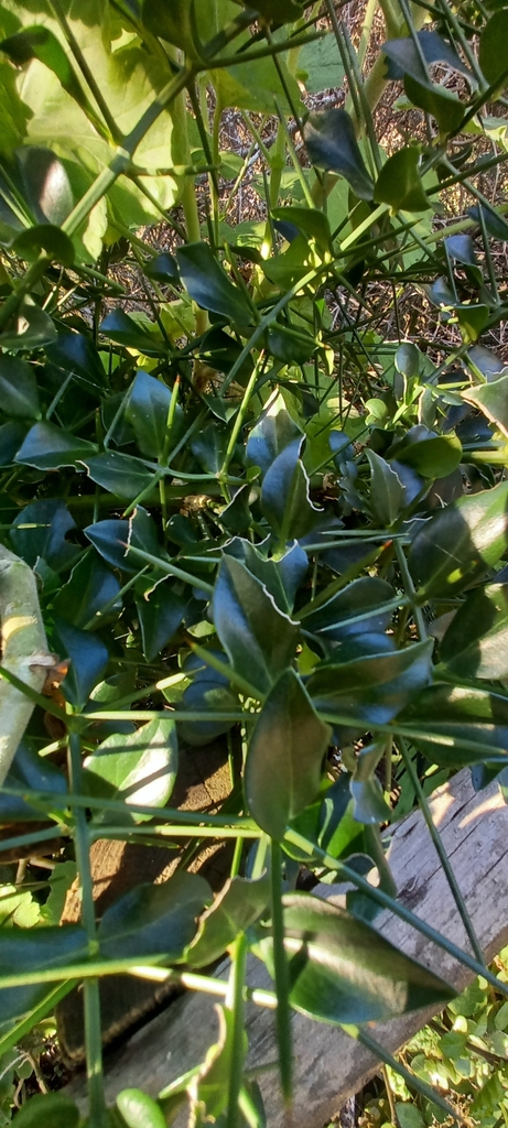 Needle Bush from Knysna Local Municipality, South Africa on July 21 ...
