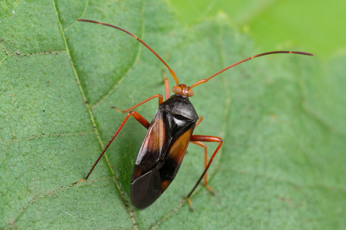 Oak Plant Bug (Megacoelum infusum) · iNaturalist