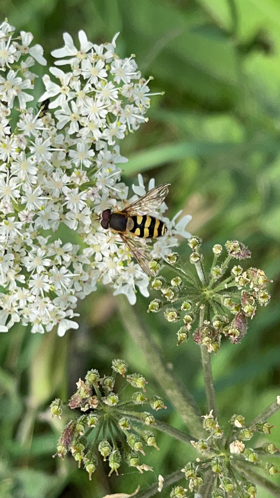 Common Flower Flies from Port-en-Bessin-Huppain on July 25, 2022 at 11: ...