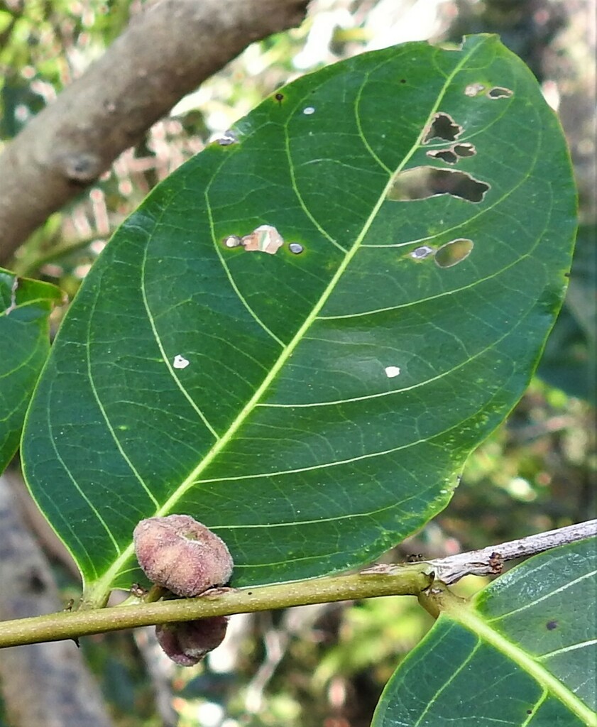umbrella cheese tree from Urliup NSW 2484, Australia on July 24, 2022 ...