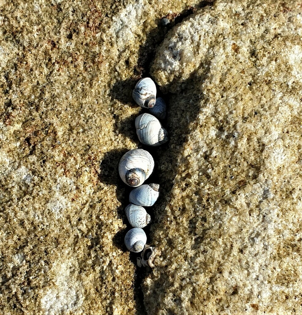 Little Blue Periwinkle from Sydney NSW, Australia on July 25, 2022 at ...