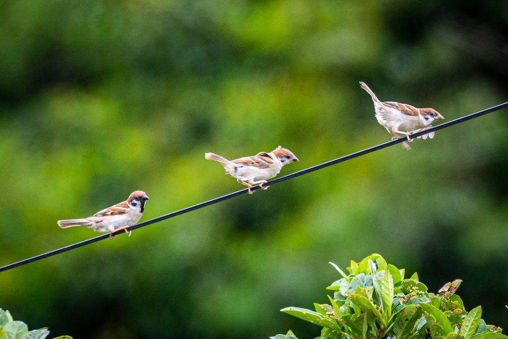 Passer montanus saturatus from Fukuoka, Fukuoka, Japan on May 16, 2021 ...