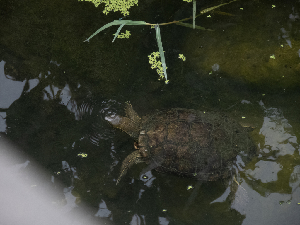 Caspian Turtle from Mazandaran Province, Iran on July 21, 2022 at 03:20 ...