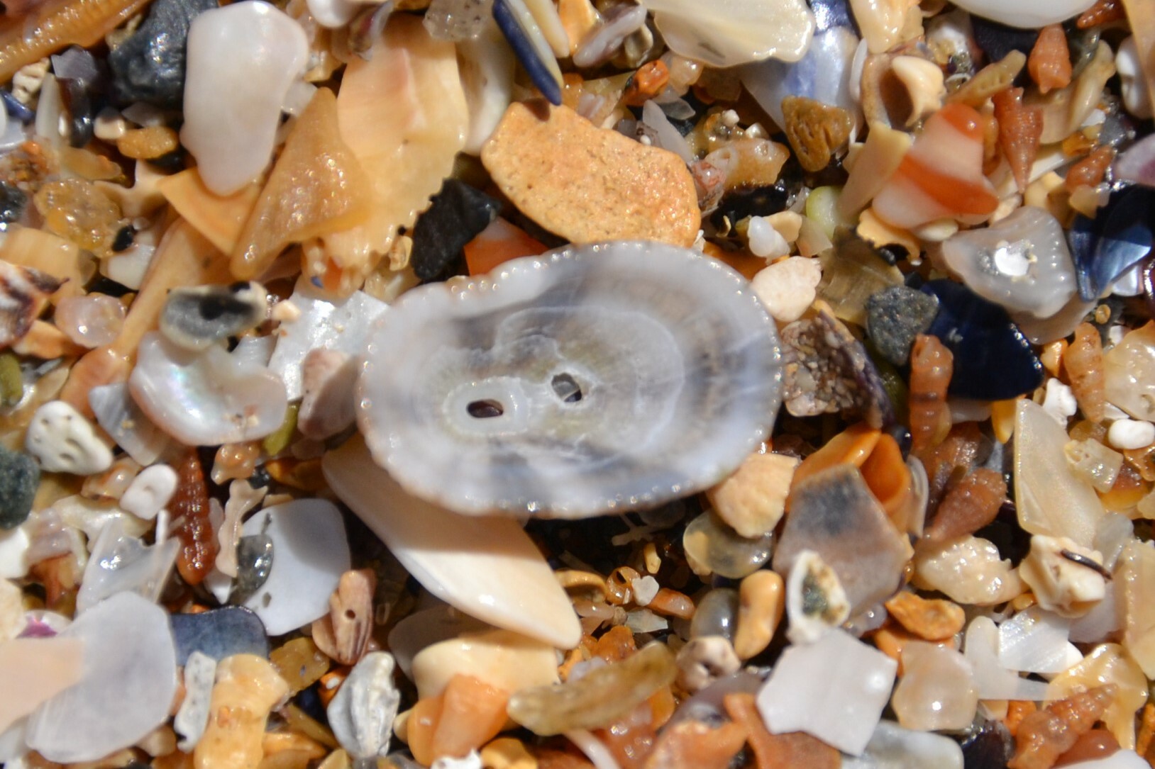 Diodora graeca (Linnaeus, 1758)