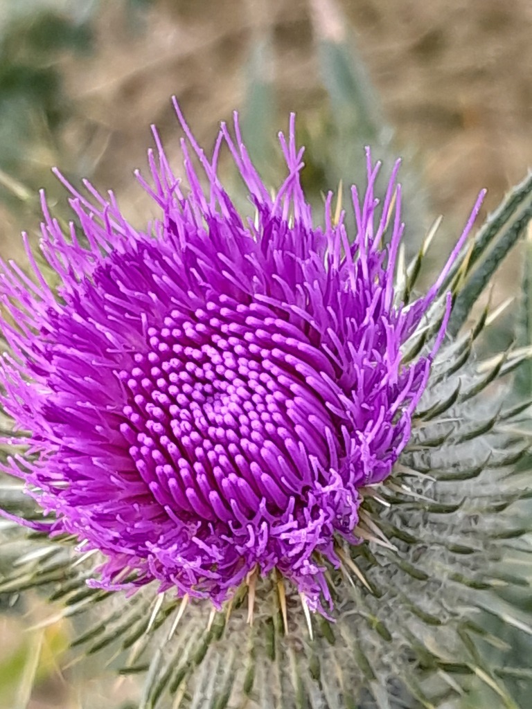 Bull Thistle from City Centre, Bath, UK on July 10, 2022 at 08:47 AM by ...