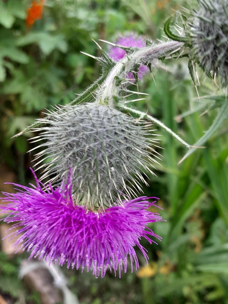 Bull Thistle from City Centre, Bath, UK on July 12, 2022 at 06:47 PM by ...