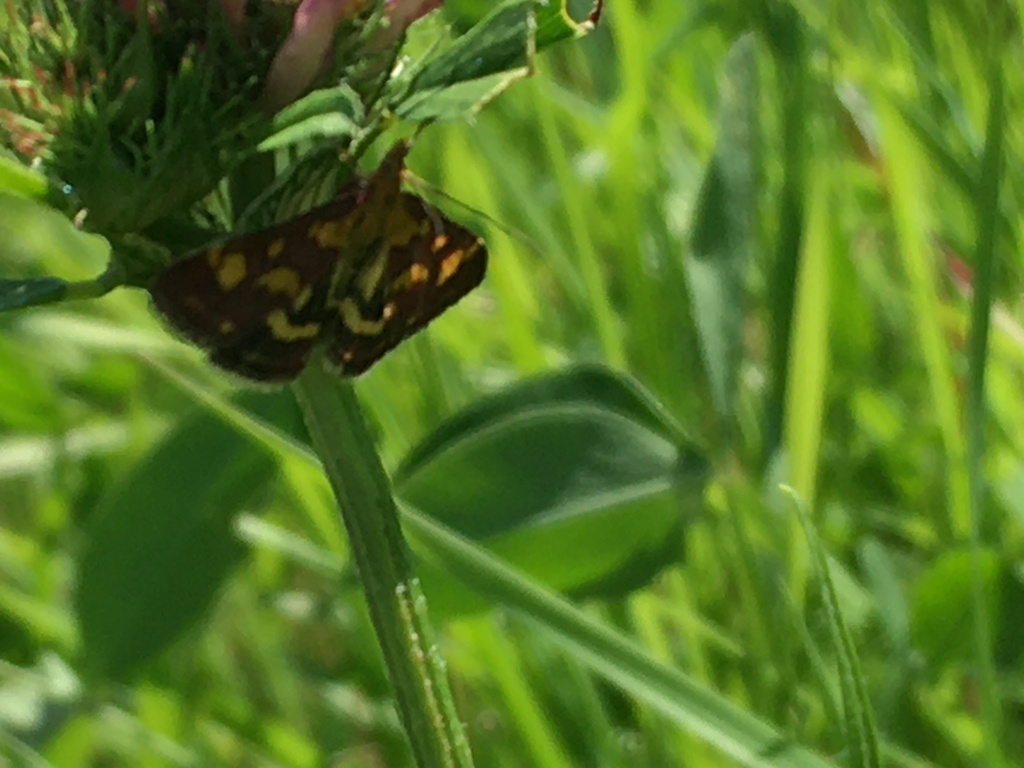 Common Crimson-and-gold Moth from Langseitenrotte, Annaberg, Lower ...
