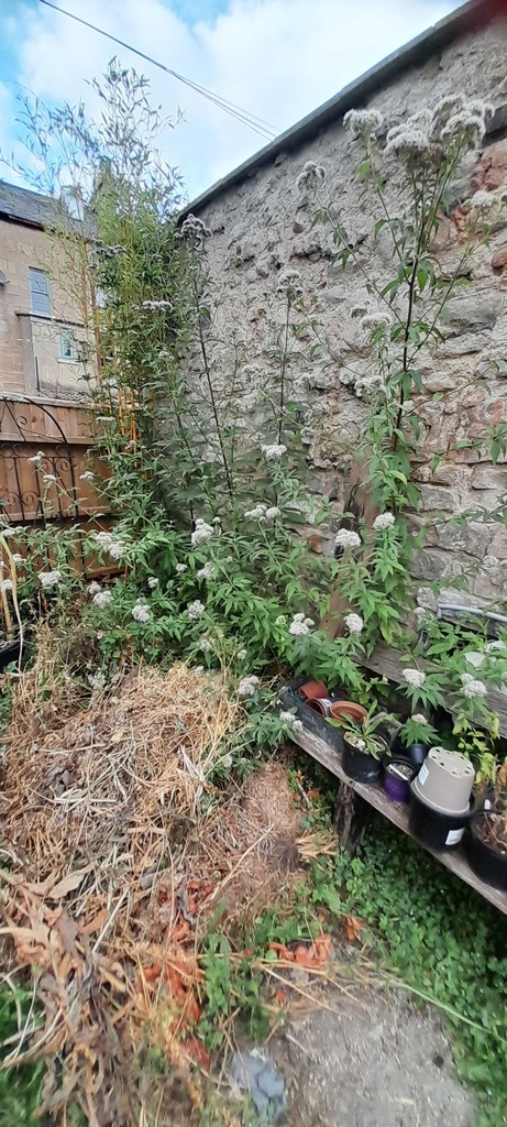 hemp agrimony from City Centre, Bath, UK on July 21, 2022 at 07:13 PM ...