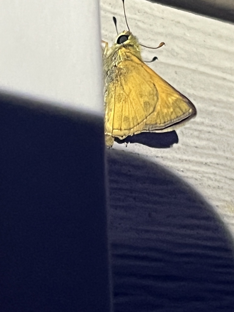 Sachem from Middletown Rd, Freeland, MD, US on July 25, 2022 at 04:27 ...