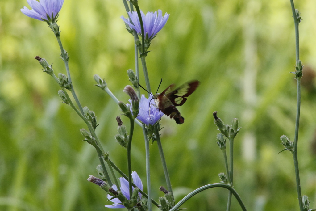 Hummingbird Clearwing from Queen Anne's, Maryland, United States on ...
