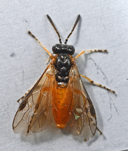 Subspecies Athalia circularis circularis · iNaturalist